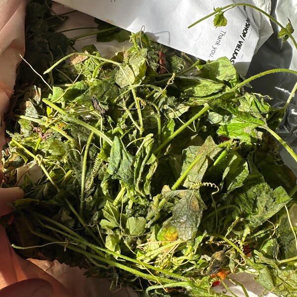 Cundeamor -cerasee Spiritual Cleansing Herb Fresh Cutting Bitter Gourd ...