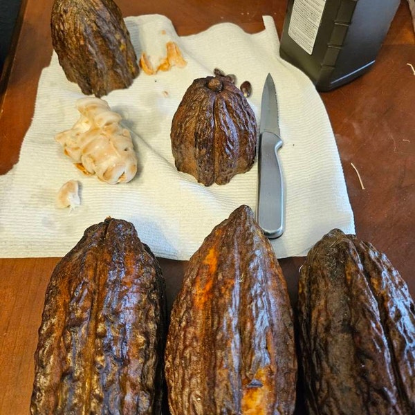 4-7LBS Medium Mamey Sapote Box - Etsy