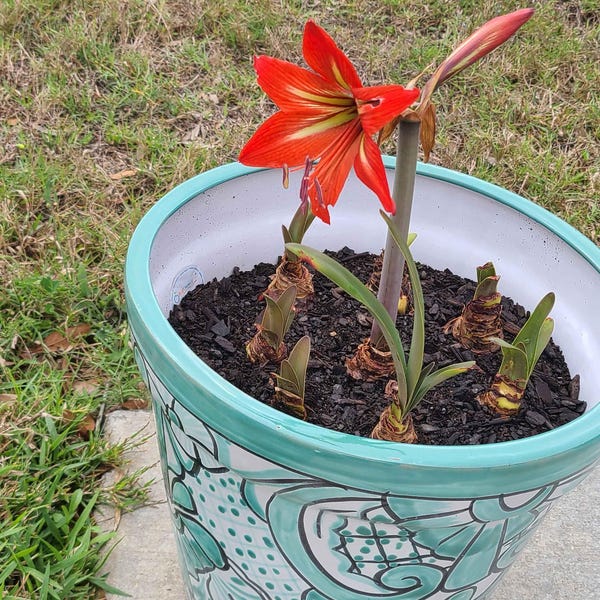 2 Lycoris Radiata Bulbs FW95218-7 - Etsy