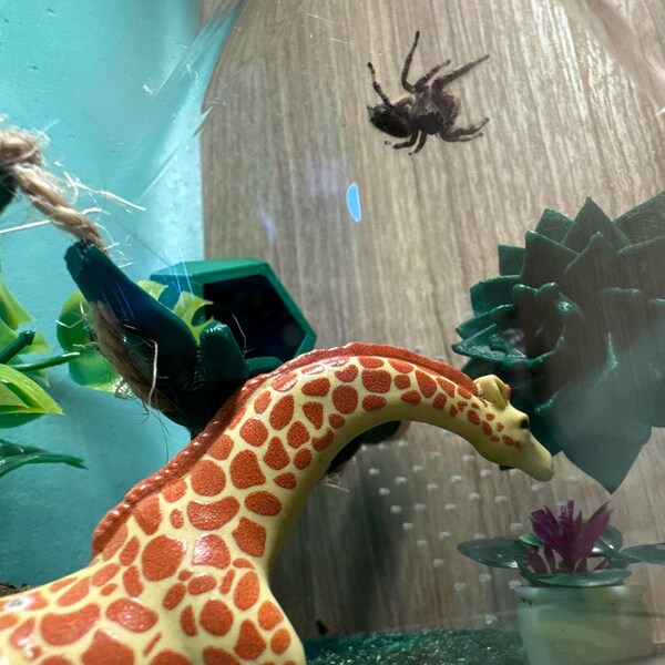 3D Printed Magnetic Corner Honeycomb Jumping Spider Hide - Etsy