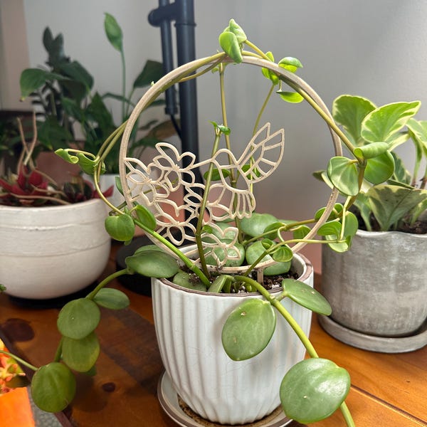 Hummingbird Trellis | Wood Plant Trellis | Houseplant Trellis | Plant ...