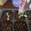 Viola Adunca Western Dog Violet Seeds - Etsy