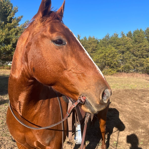 Leather Bridle-less Bit - Etsy