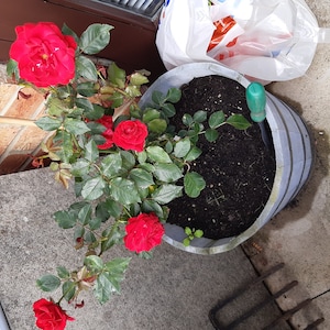 Ruby Wedding Rose 40th Wedding Anniversary Gift Help Celebrate a ...