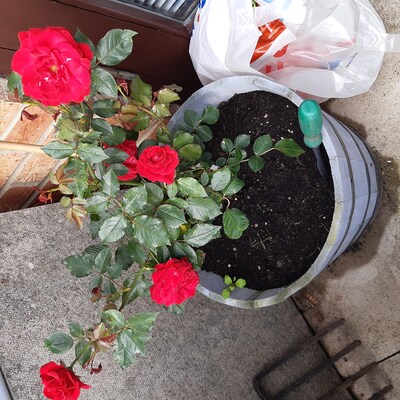 Ruby Wedding Rose 40th Wedding Anniversary Gift Help Celebrate a ...