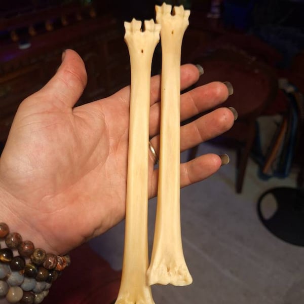 Real Animal Bone Deer Humerus Pair Set Lot Genuine Front Leg Bones ...