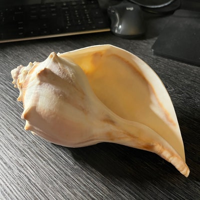 Pearled Polished Abalone Haliotis Shells 2-1/23 - Etsy