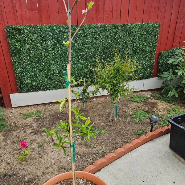 Tall Grafted 'giant Fuyu' Persimmon Tree - Fast Fruit Bearing - Rare ...