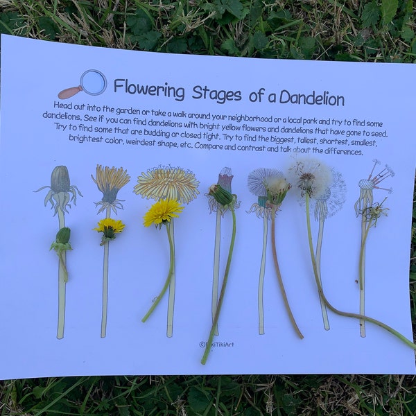 Dandelion Unit Study Charlotte Mason Learning Materials Botanical Busy ...