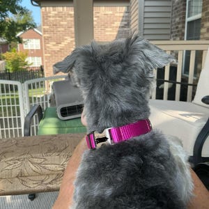 Rifle Paper Co Print Dog Collars 9 Cute Floral Trendy Patterns No ...