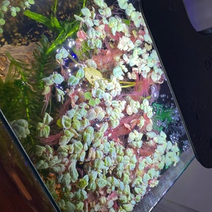 Easy AQUARIUM PLANTS Hygro Blue hygrophila Salcifolia Buy2 | Etsy