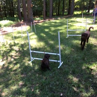 Dog Agility Equipment Weave Pole Guide Wires for 12 Weave - Etsy Australia