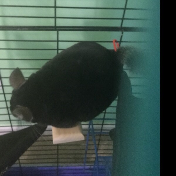 Natural Kiln Dried Pine Ledge Perch With Scatter Poop Guard - Choose ...