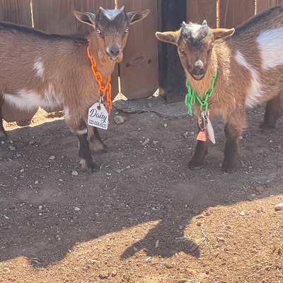 Goat Collar ID Tags - Etsy
