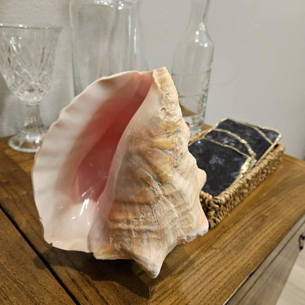 Large Bahama Queen Conch Shell Horn Trumpet (pink) 7"+ - Etsy