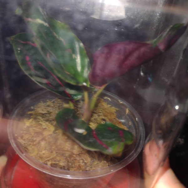 Calathea Red Mojo Starter Plant (ALL STARTER PLANTS Require You to ...