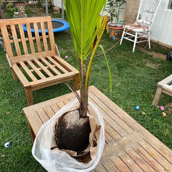 Sold Out Grafted Indian Gooseberry (makarmpom) *we Do Not Ship to CA ...