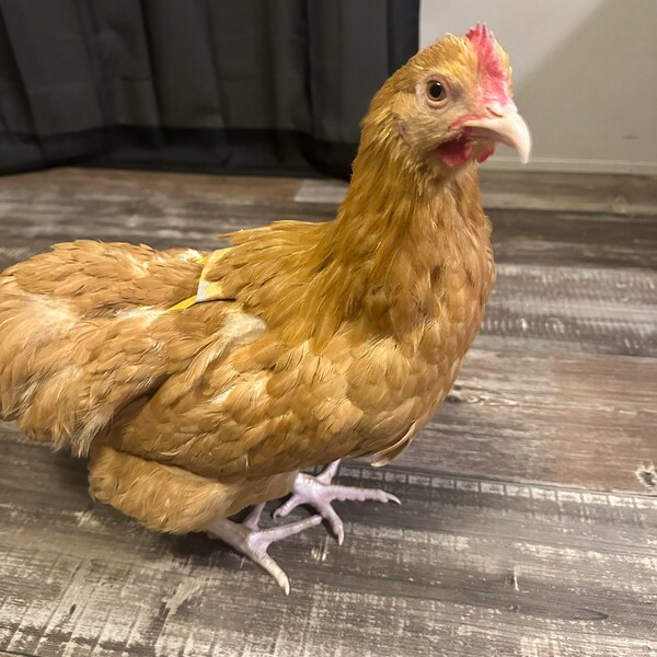 Bloomies Early Bird (chicken Diaper) - Etsy