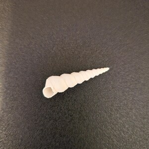 Medium Hebrew Cone Seashells Conus Ebraeus 5 Shells Approx. 1 Inches ...