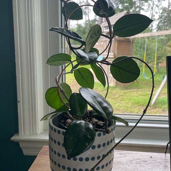 Twisted Copper Spider Web Trellis - Spider Gemstone Plant Trellis- Hoya ...