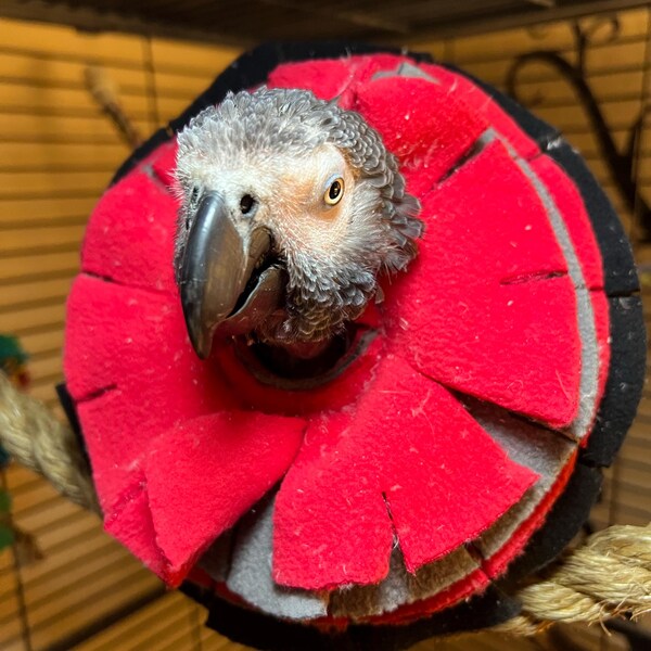 Vest E-collar Jacket for African Grey Parrots That Pluck & Pick ...