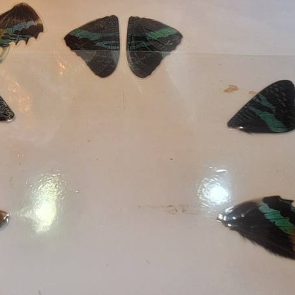 The GIANT Centipede (scolopendra Subspinipes) | Framed & Mounted ...