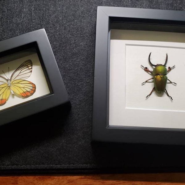 Real Framed Beetle Insect Display Archival Quality - Etsy