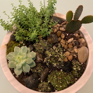 2 Pack Pixie Cup Live Lichen Moss for Terrariums Fairy Gardens Bonsai ...