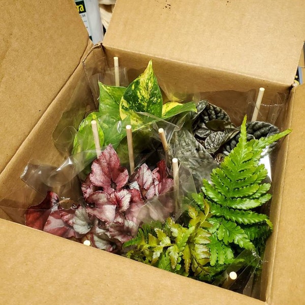 Houseplant Variety Pack (4 Plants) (4" Pots)*easy Care *assorted ...
