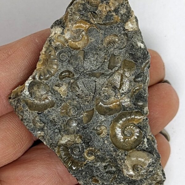 7.5 Cm Ammonite Bed Section Found on the Jurassic Coast, Charmouth ...