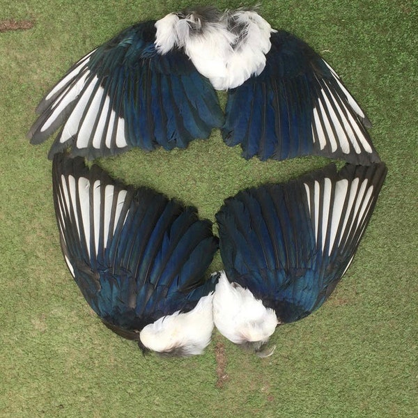 A Pair of Magpie Wings Perfect for Crafting. - Etsy