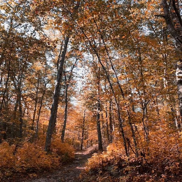 FOREST TONES Lightroom Presets, 10 Mobile & Desktop Presets, Spring ...