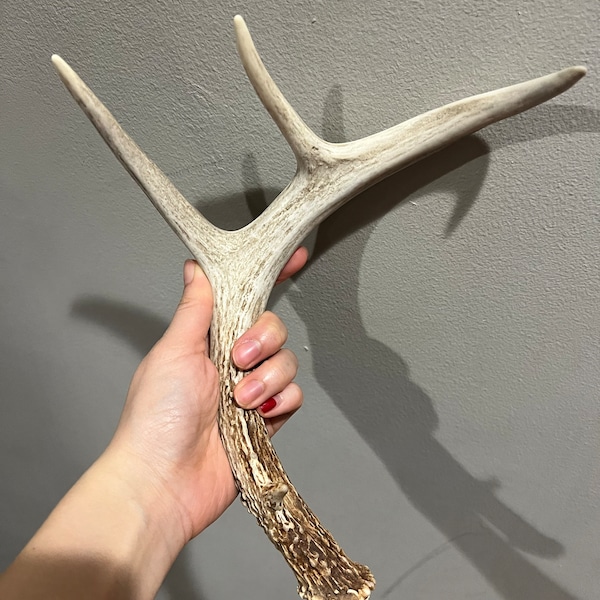 Extra Small Deer Antler. Whole Deer Antler. Craft Antler. One Shed ...