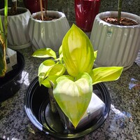 Silver Edged Pumpkin Seeds Gourd Non GMO Heirloom Vegetable for ...