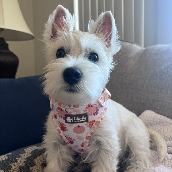 Pumpkin Patch Boho Dog Harness, Cute Fall Dog Accessory, Girl Dog ...