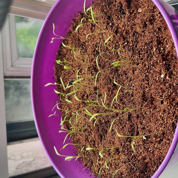 1000+ Heirloom Vegetable Seeds - 8 Variety Garden Pack #8- Organic ...