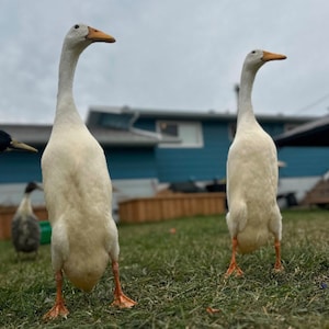 Count Dracula Vampire Pepper Premium Seed Packet - Etsy