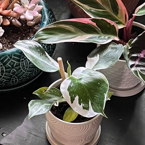 Philodendron White Wizard “high Color” - Live Indoor Houseplant – Rare ...