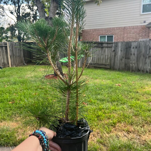 Japanese Black Pine (pinus Thunbergii) - 1 Starter - 4" to 6" Tall - Etsy