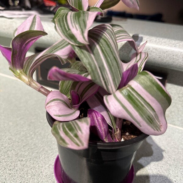 Pink Tradescantia Nanouk, Variegated Wandering Jew, Exclusive 4 Inch - Etsy