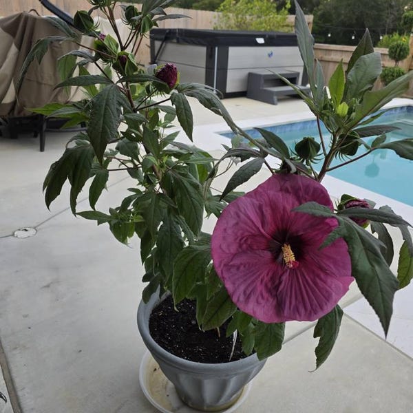 CLEMATIS 'EDDA'. Plant. Perennial. - Etsy