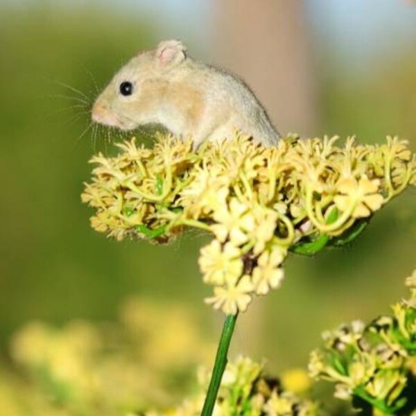 Handmade, Stuffed, Lifelike and Super Realistic Collectable Faux Fur ...