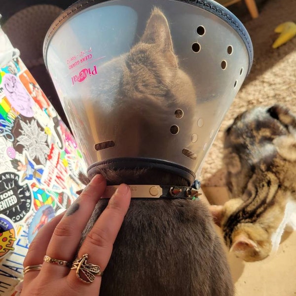 Spiked Cat Collar, Thin Collar, Leather Collar With Engraved Name ...