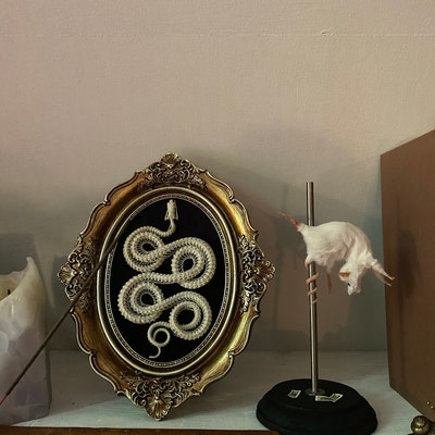 Real Lionfish Skeleton, Dendrochirus, Fish Taxidermy, on Display Base ...