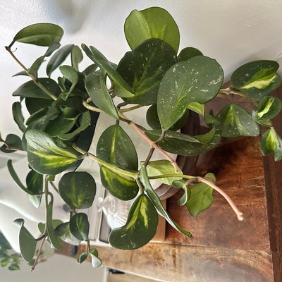 Philodendron Silver Sword Plant 4 Pot - Etsy