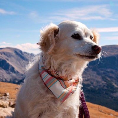 Pomsky or Select Different Breed Outline 1 1/4 - Etsy