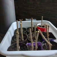 100 japanische Quittensamen. 100 frische Samen Chaenomeles japonica ...