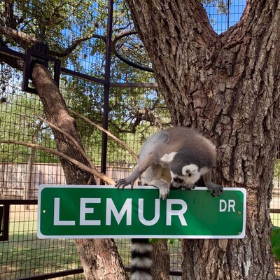 Lemur Lemur Gift Lemur Sign Lemur Decor Lemur Lover - Etsy