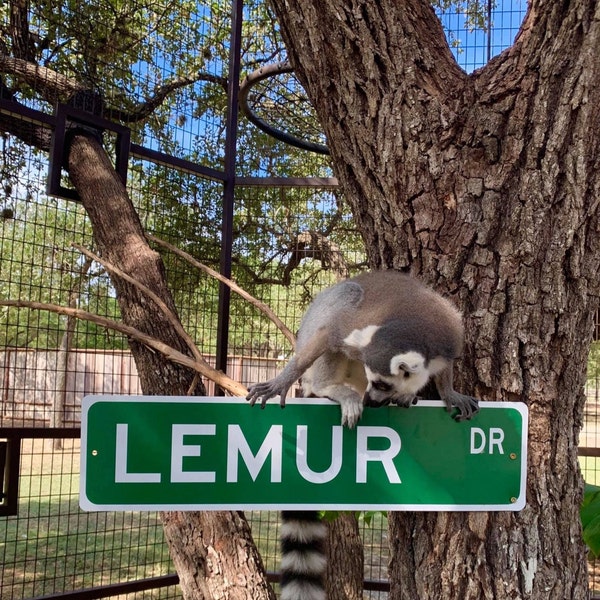 Lemur, Lemur Gift, Lemur Sign, Lemur Decor, Lemur Lover, Primate ...