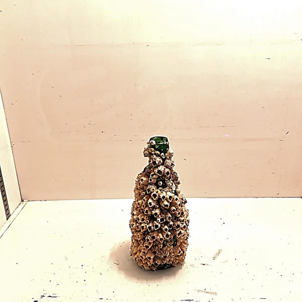 Large Specimen Grade 63.1mm CONUS Regius Royal, Crown Cone SEASHELL JB ...